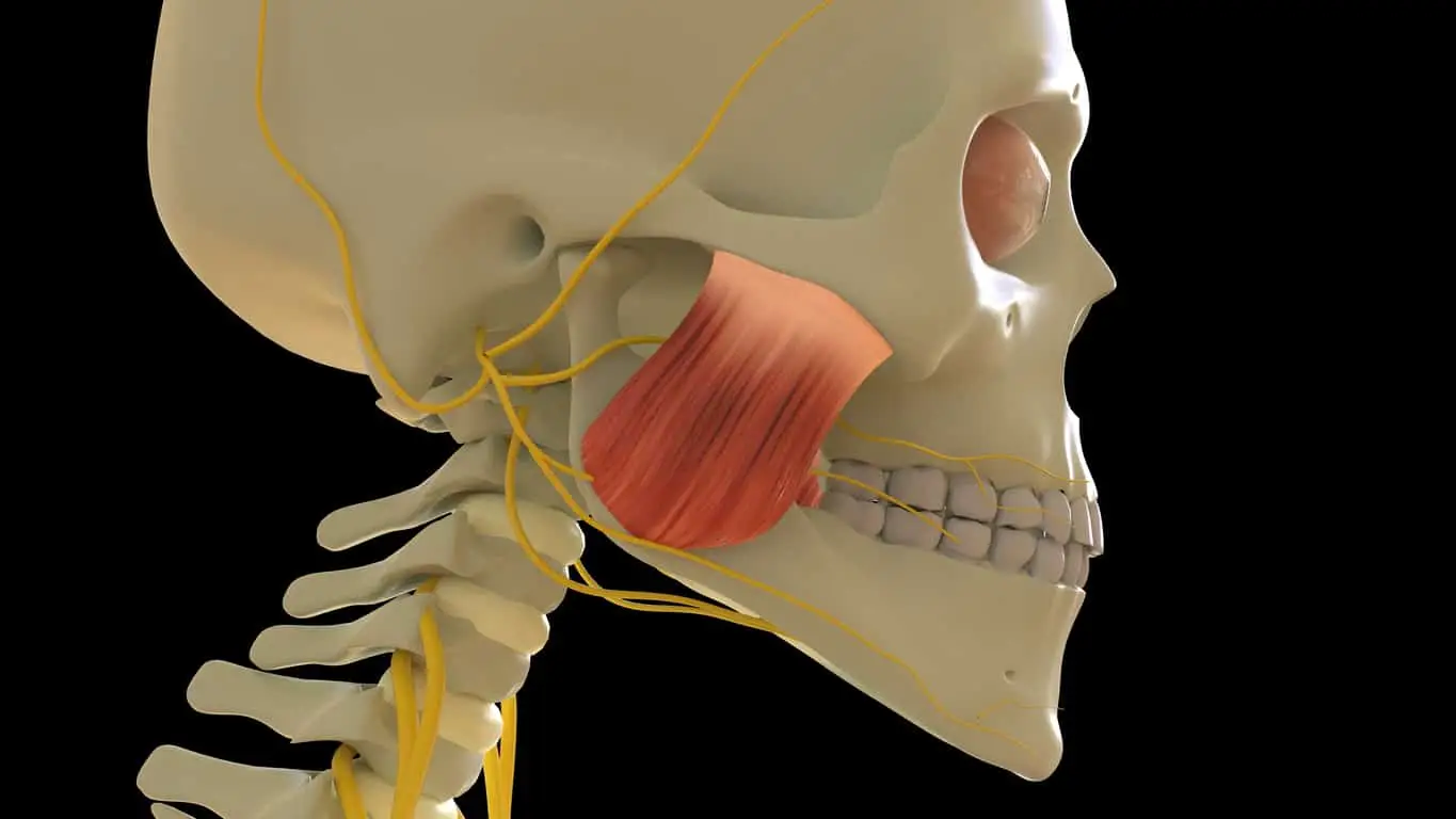 Understanding Masseter Pain and TMJ